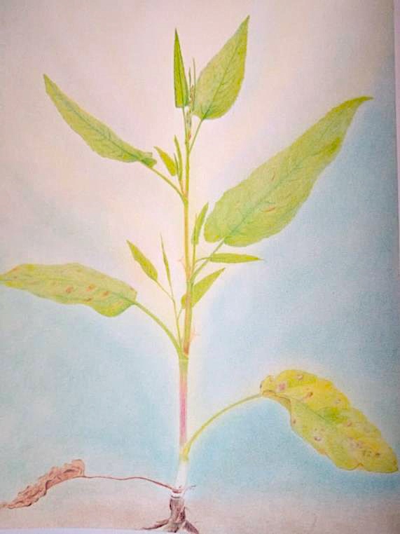 A CONVERSATION WITH YOUR GARDEN: PLANT OBSERVATION AND DRAWING ...
